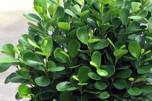 Learn All About Ficus Trees — STUMP PLANTS · WARES · COMMUNITY