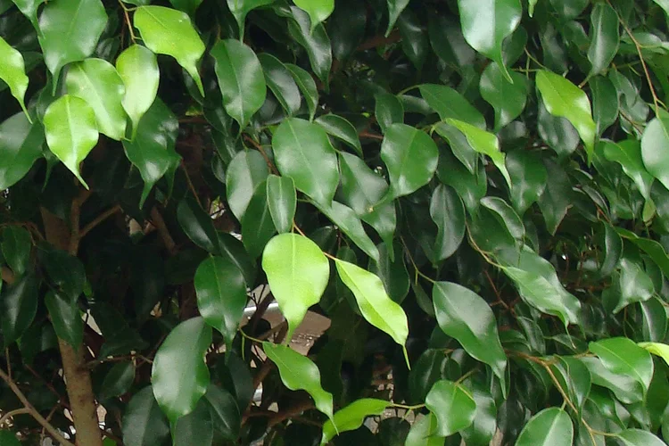 Learn All About Ficus Trees — STUMP PLANTS · WARES · COMMUNITY