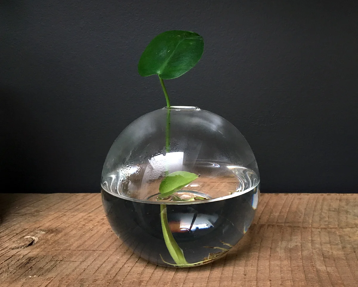 How to Successfully Propagate Plants Indoors — STUMP PLANTS · WARES ...