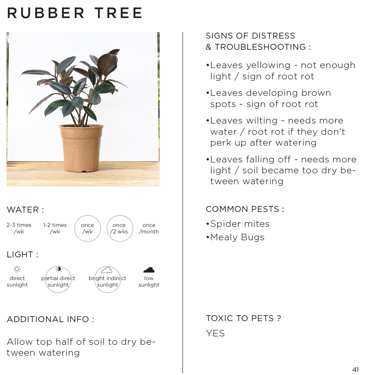 RUBBER TREE — STUMP PLANTS · WARES · COMMUNITY