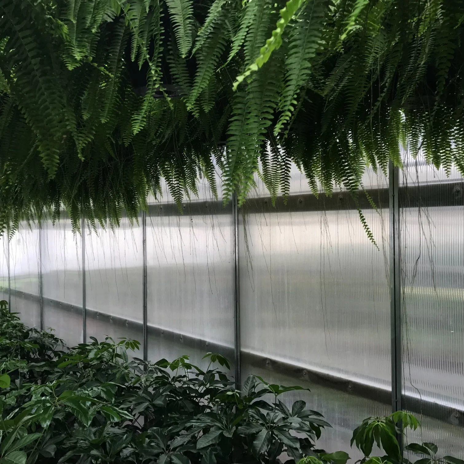 Ten Plants to Elevate Your Indoor Jungle — STUMP PLANTS · WARES · COMMUNITY