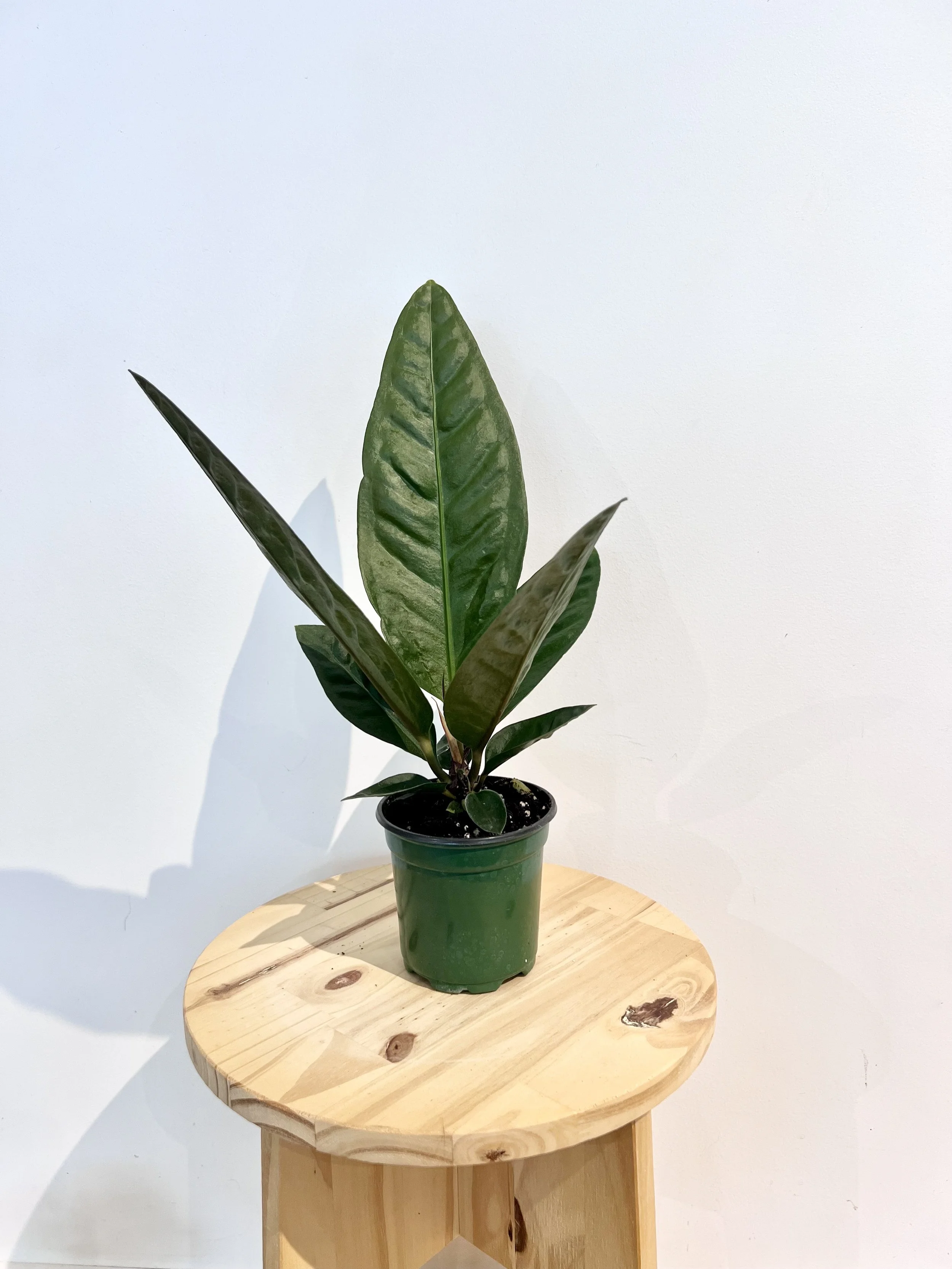 Ten Plants to Elevate Your Indoor Jungle — STUMP PLANTS · WARES · COMMUNITY