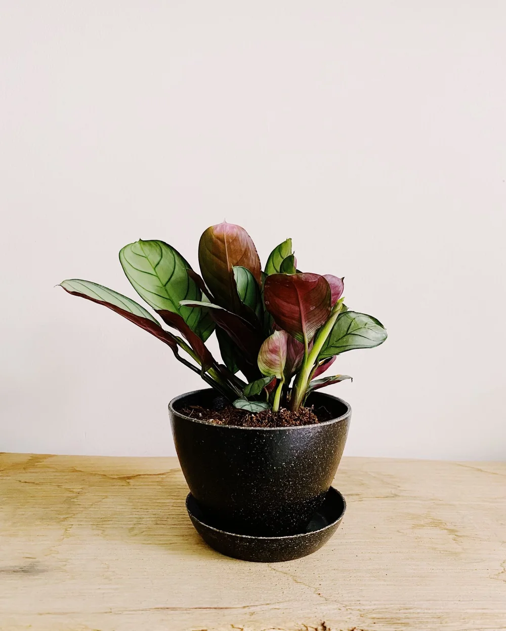 Calathea Care 101 — STUMP ‣ PLANTS · WARES · COMMUNITY