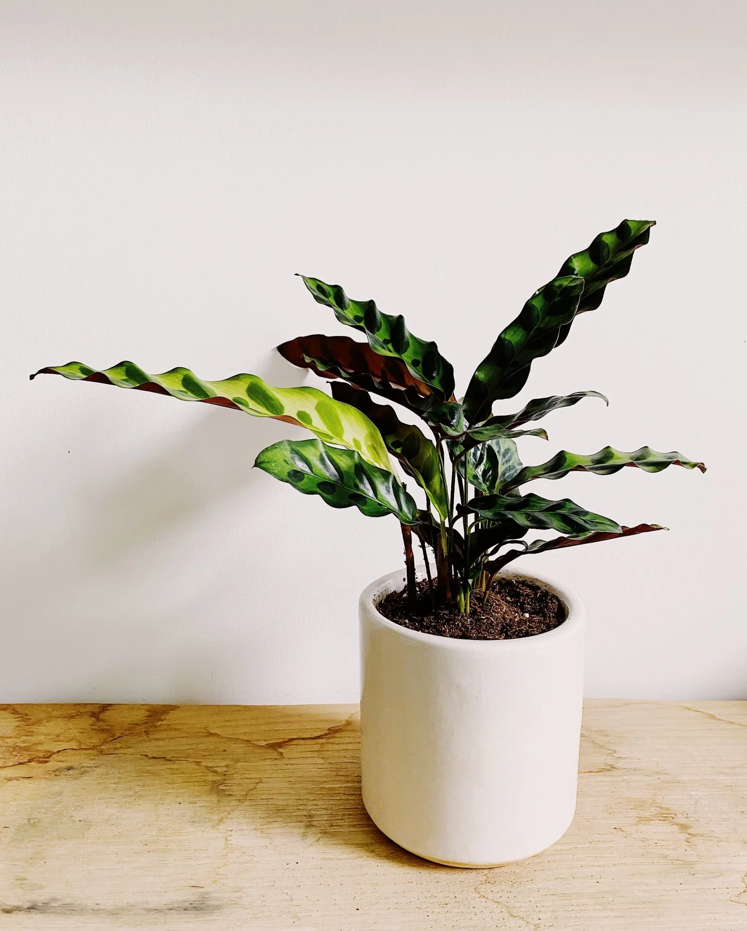 Calathea Care 101 — STUMP ‣ PLANTS · WARES · COMMUNITY
