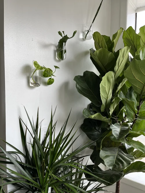 Ten Plants to Elevate Your Indoor Jungle — STUMP PLANTS · WARES · COMMUNITY