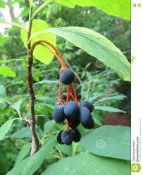 Ferns, Grasses & Bamboo Home & Living Osoberry Bareroot Shrub AKA ...