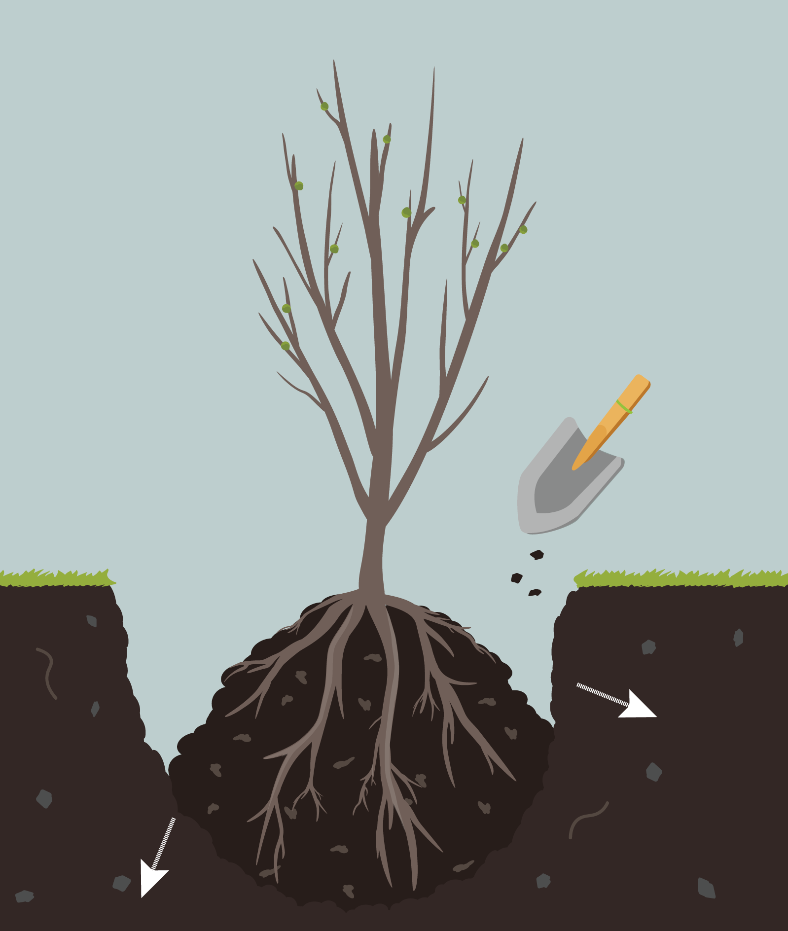 Planting Bare Root Plants — Annual Plant Sale