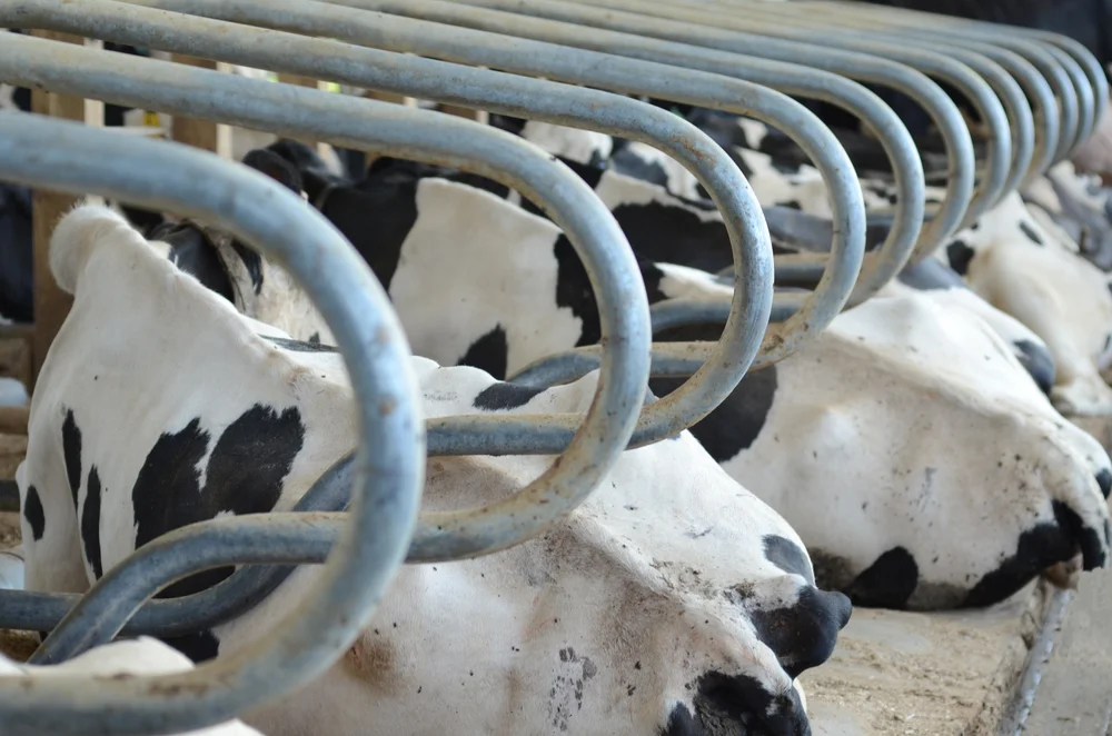 ACT Rubber Cow Mattresses — Advanced Comfort Technology, Inc.