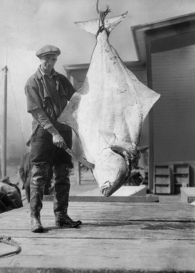 Gallery — Wild Pacific Halibut