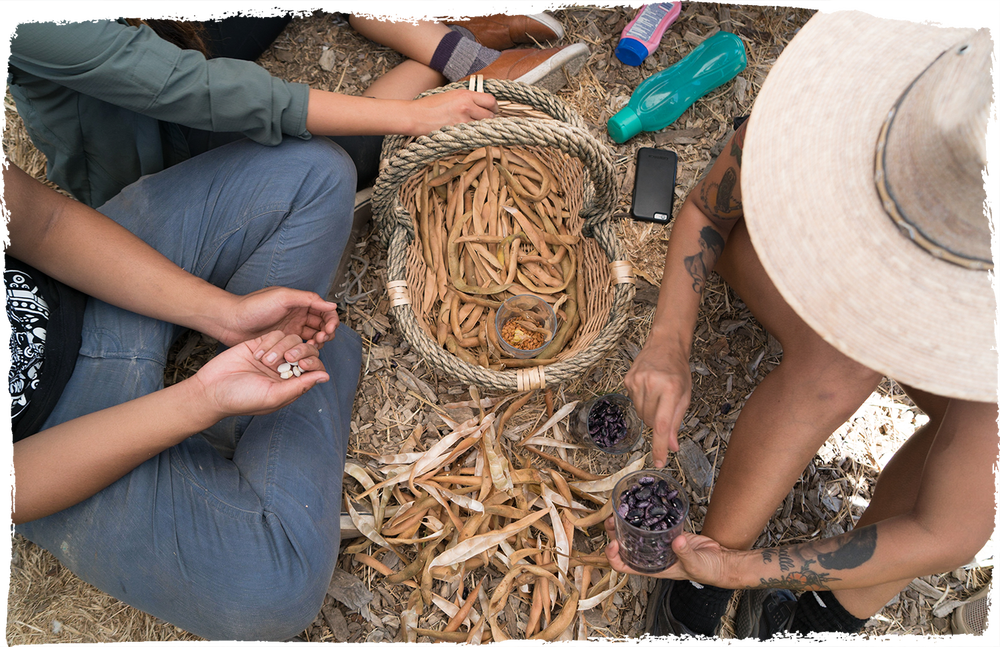 Native Foodways — The Cultural Conservancy
