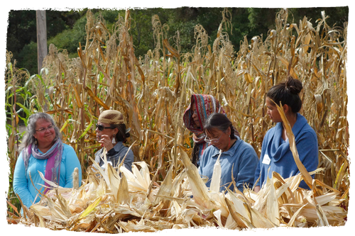 Native Foodways — The Cultural Conservancy