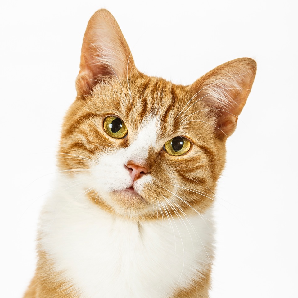 The Animal ConnectionAnimal Actors that Really Work