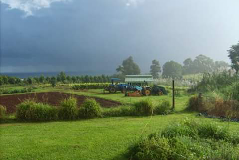 Kaye Family Lychee Farms in Hawaii