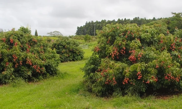 Kaye Family Lychee Farms in Hawaii