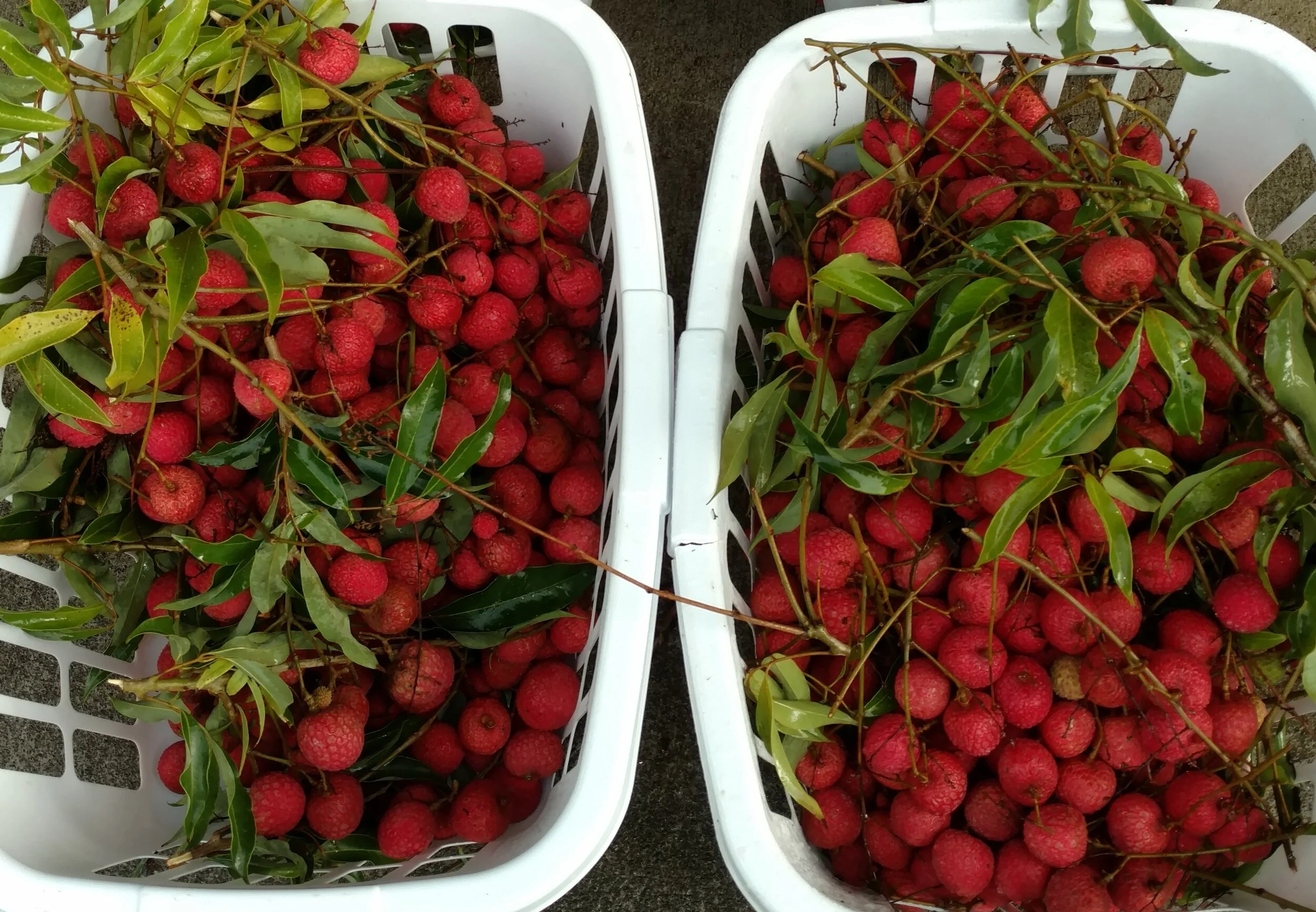 Kaye Family Lychee Farms in Hawaii