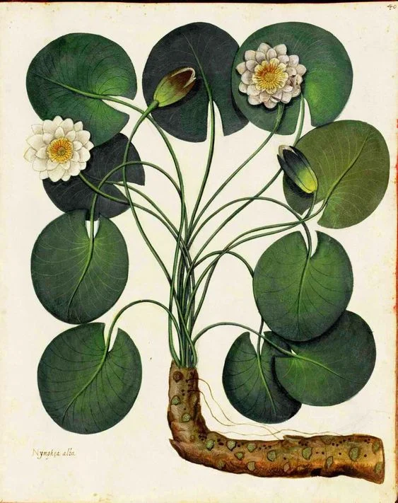 Botanical Illustrations and Inspirations — Sarah Greenman