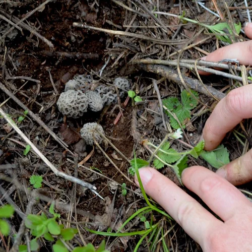 Foraging Morels in Eastern Oregon — Sarah Greenman