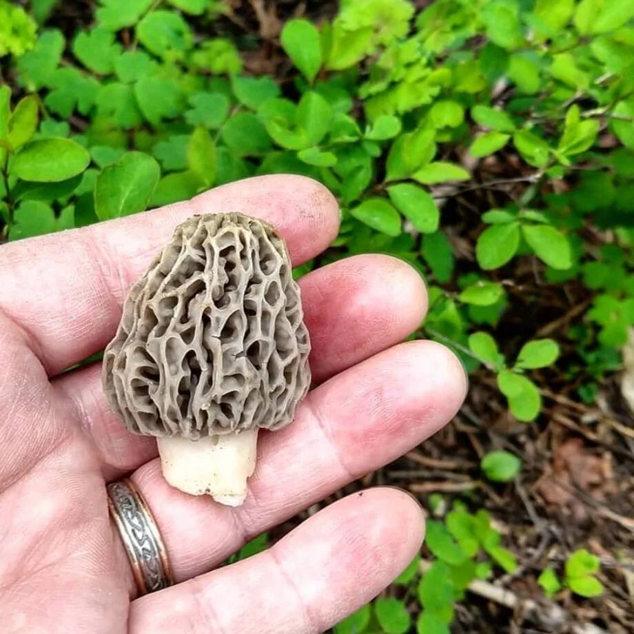 Foraging Morels in Eastern Oregon — Sarah Greenman