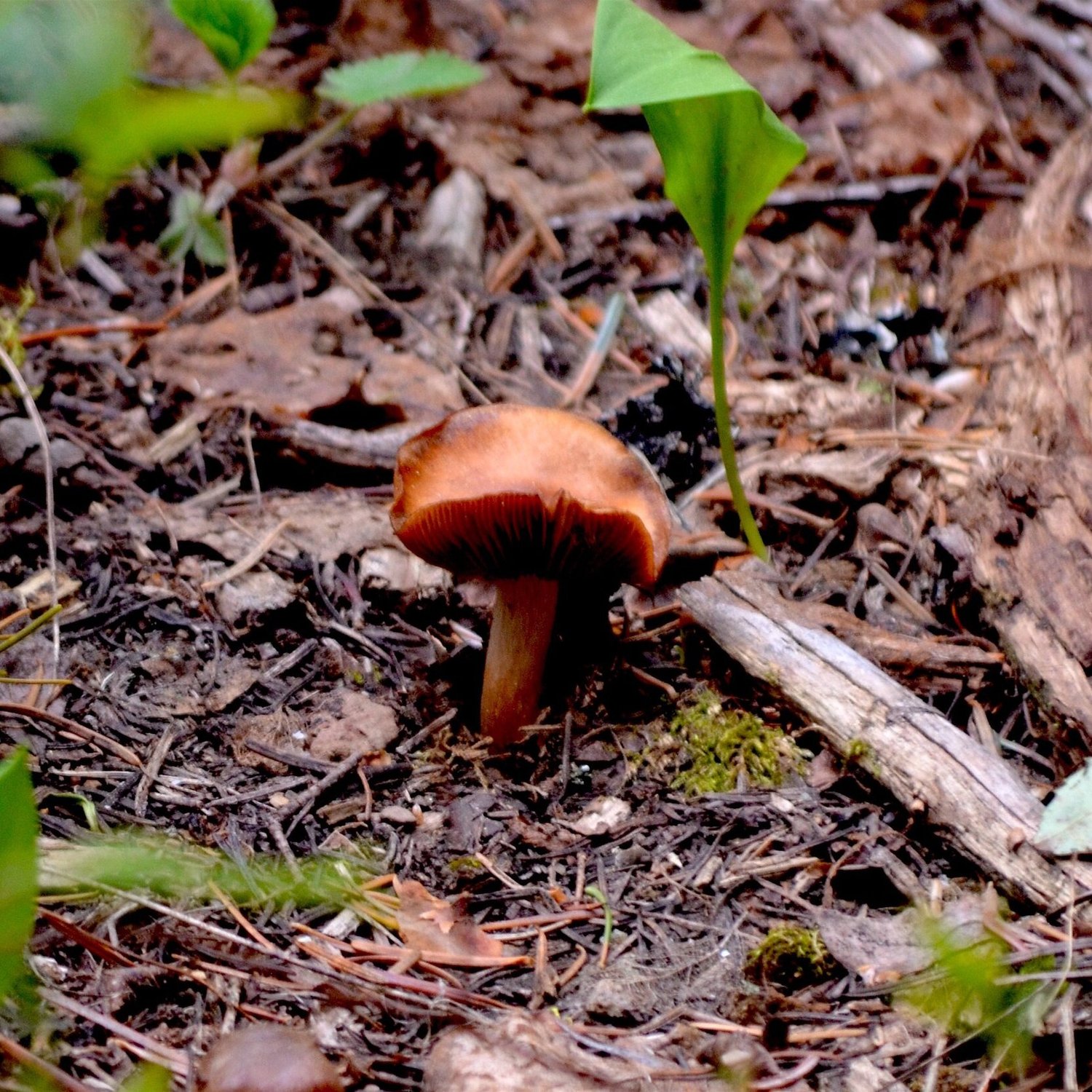 Foraging Morels in Eastern Oregon — Sarah Greenman