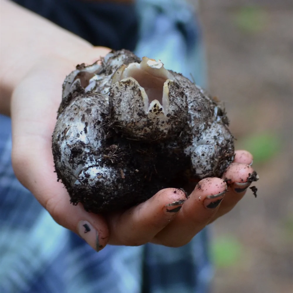 Foraging Morels in Eastern Oregon — Sarah Greenman