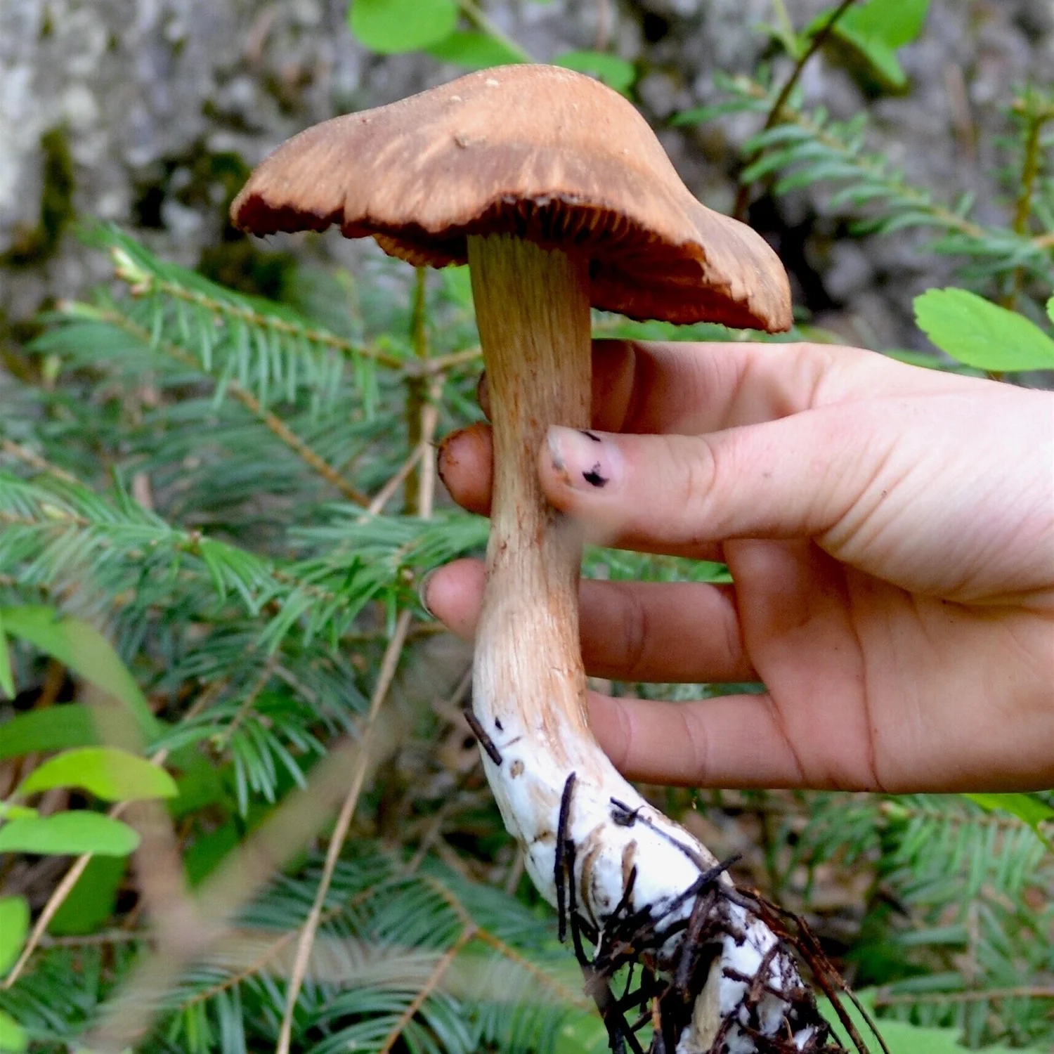 Foraging Morels in Eastern Oregon — Sarah Greenman