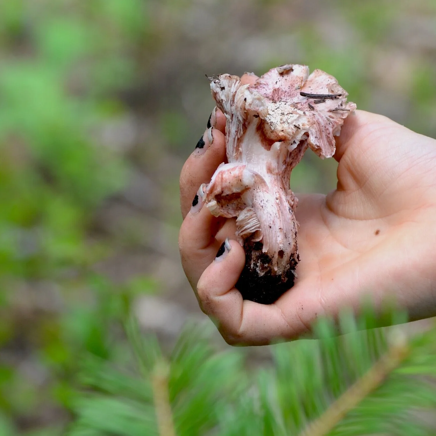 Foraging Morels in Eastern Oregon — Sarah Greenman