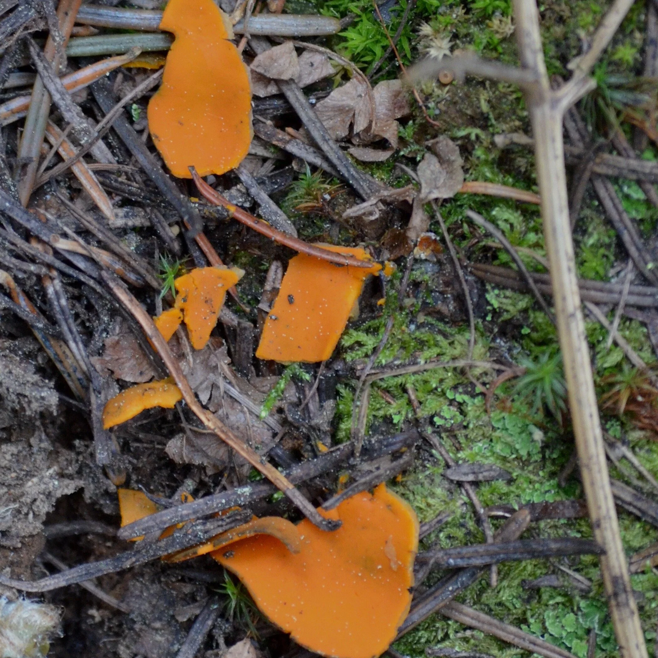 Foraging Morels in Eastern Oregon — Sarah Greenman