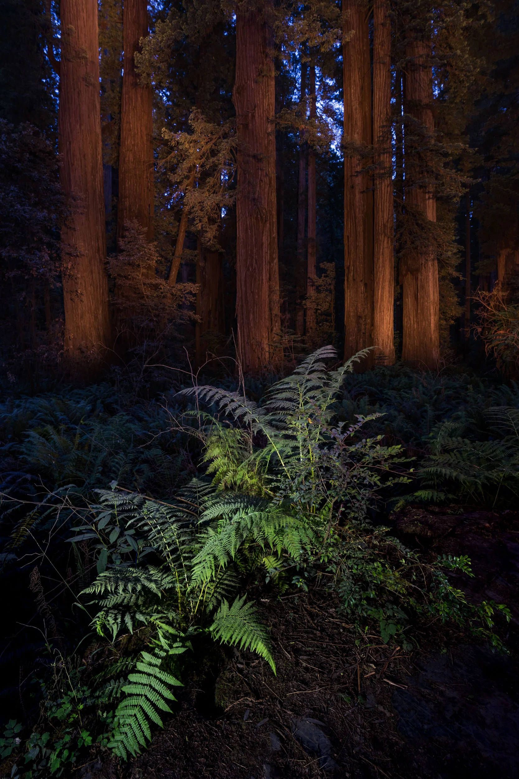 Redwood 2018 — National Parks at Night