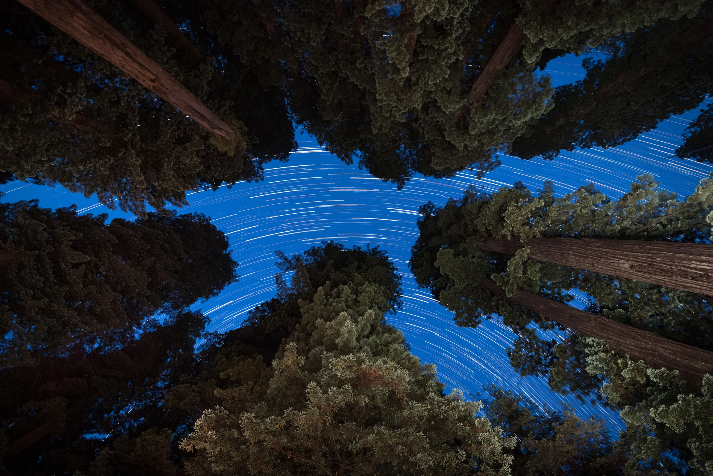 Redwood 2018 — National Parks at Night