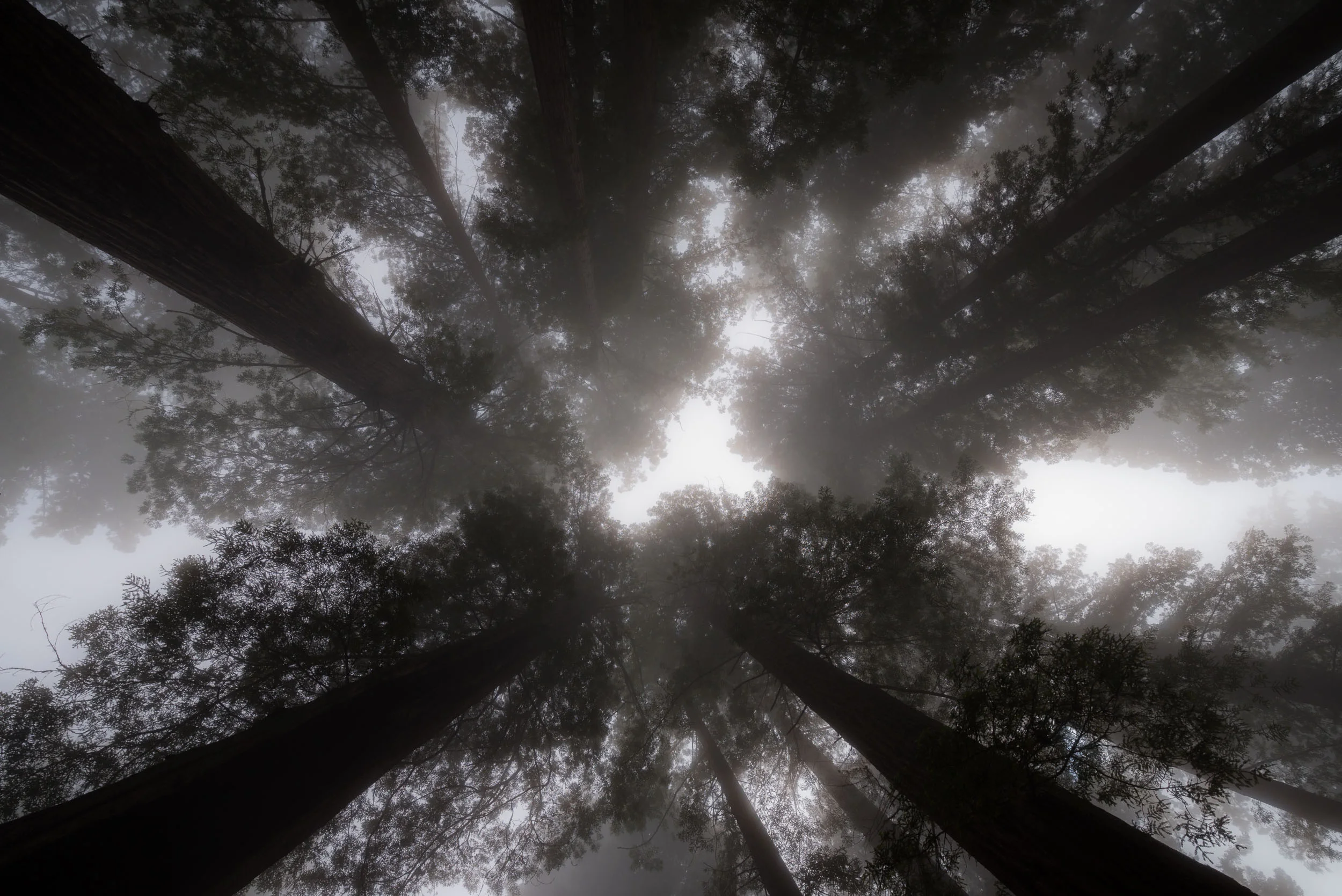 Redwood 2018 — National Parks at Night