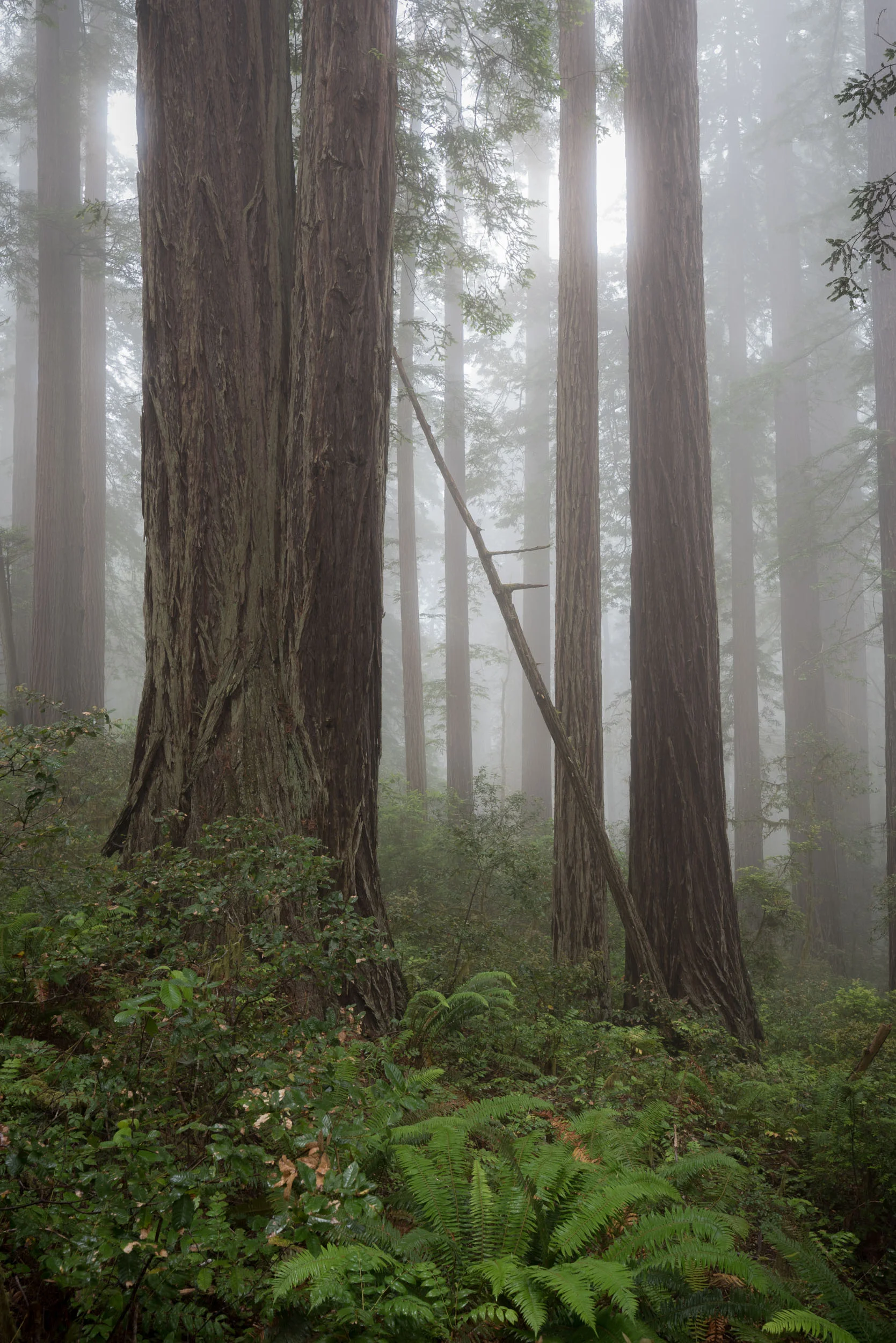 Redwood 2018 — National Parks at Night
