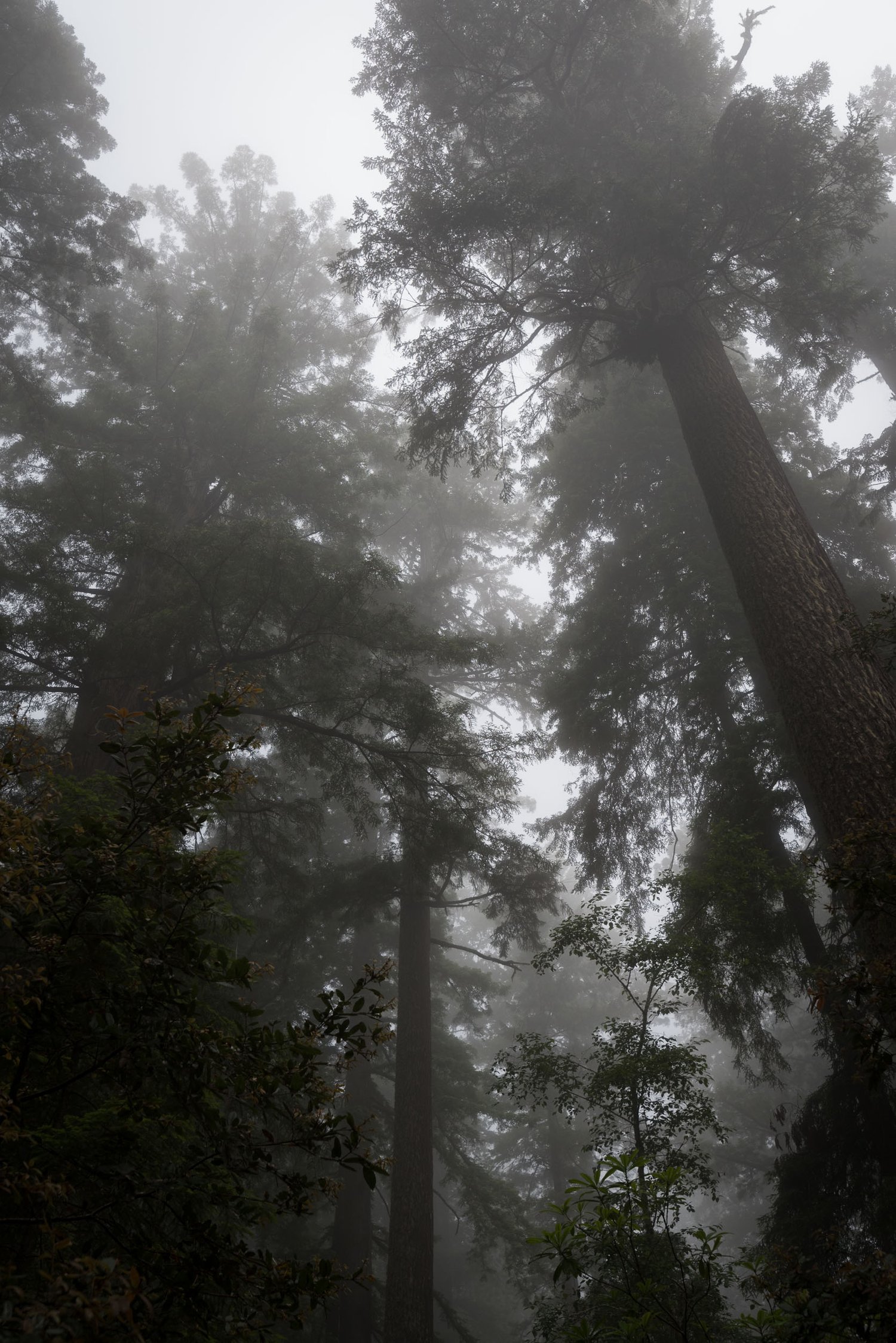 Redwood 2018 — National Parks at Night