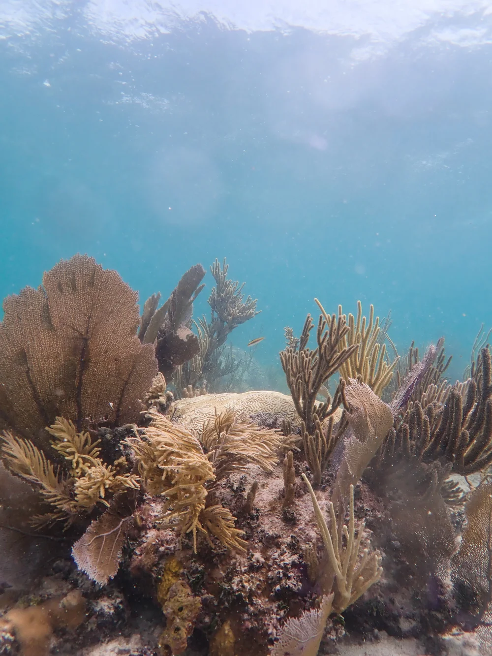 Biscayne 2018 — National Parks at Night