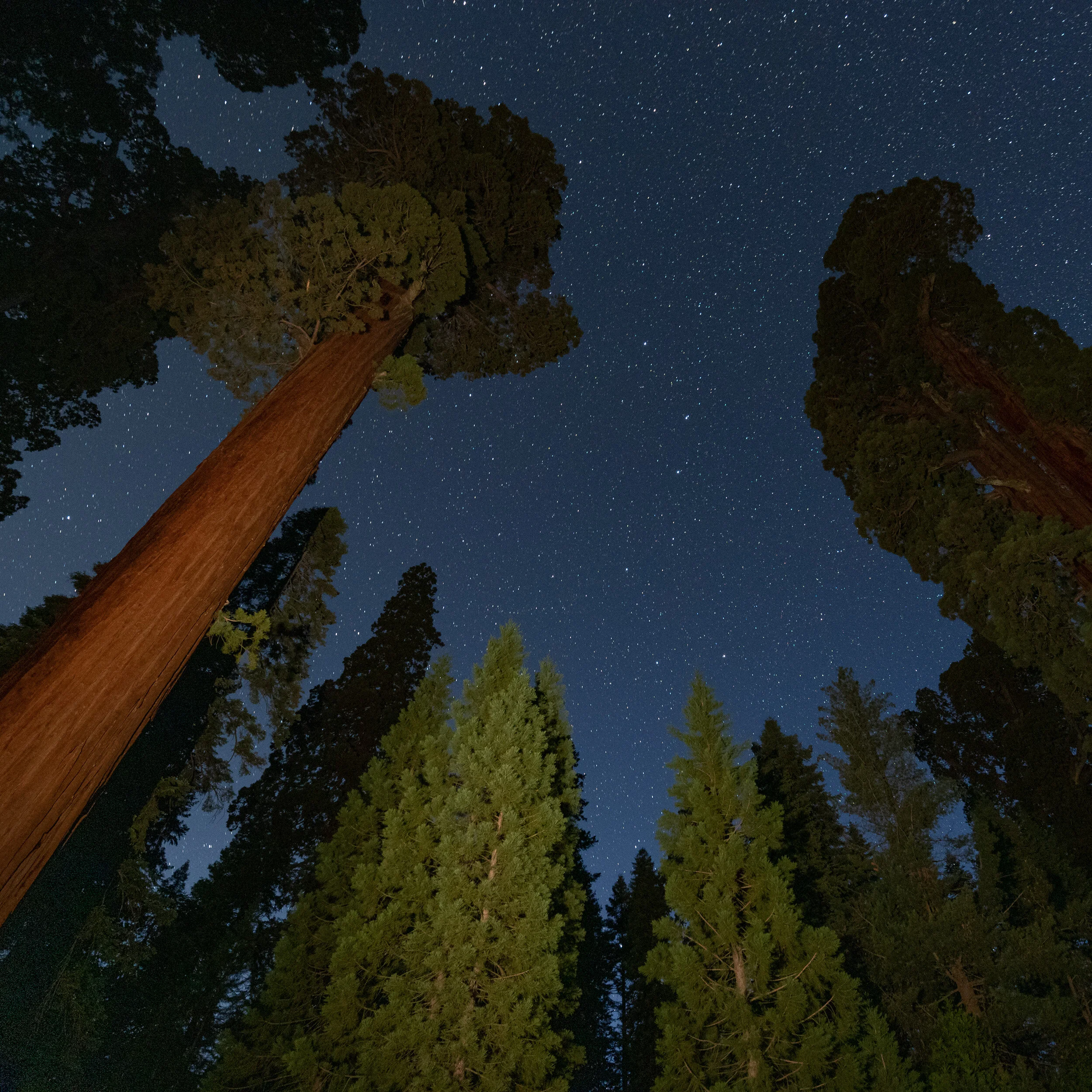 Sequoia National Park Night Photography Workshop 2021 — National Parks ...