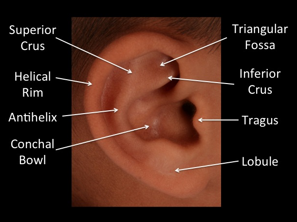 Ear Reconstruction (Microtia) — Dallas Pediatric Plastic Surgeon ...