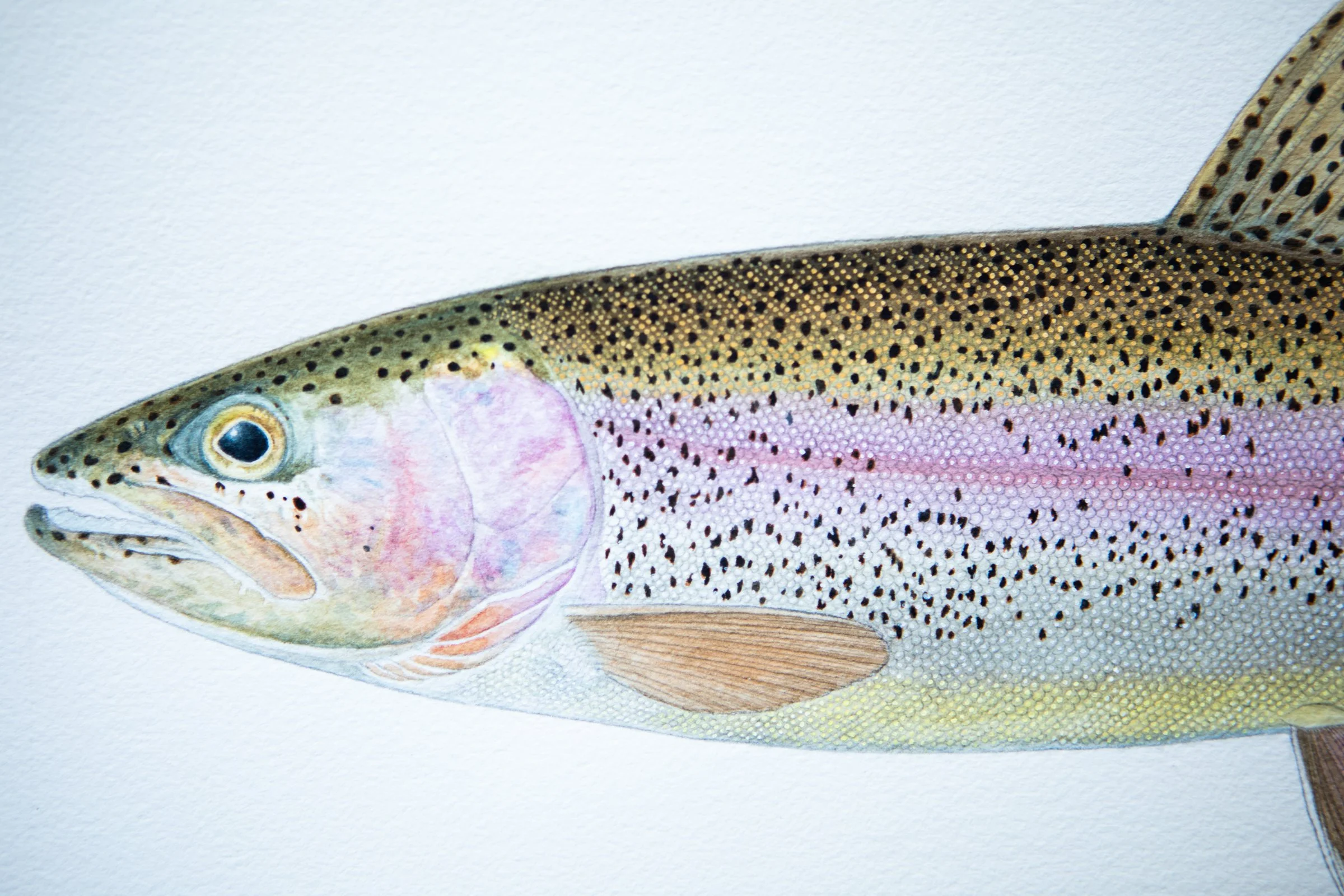 Rainbow Trout Fish Drawings