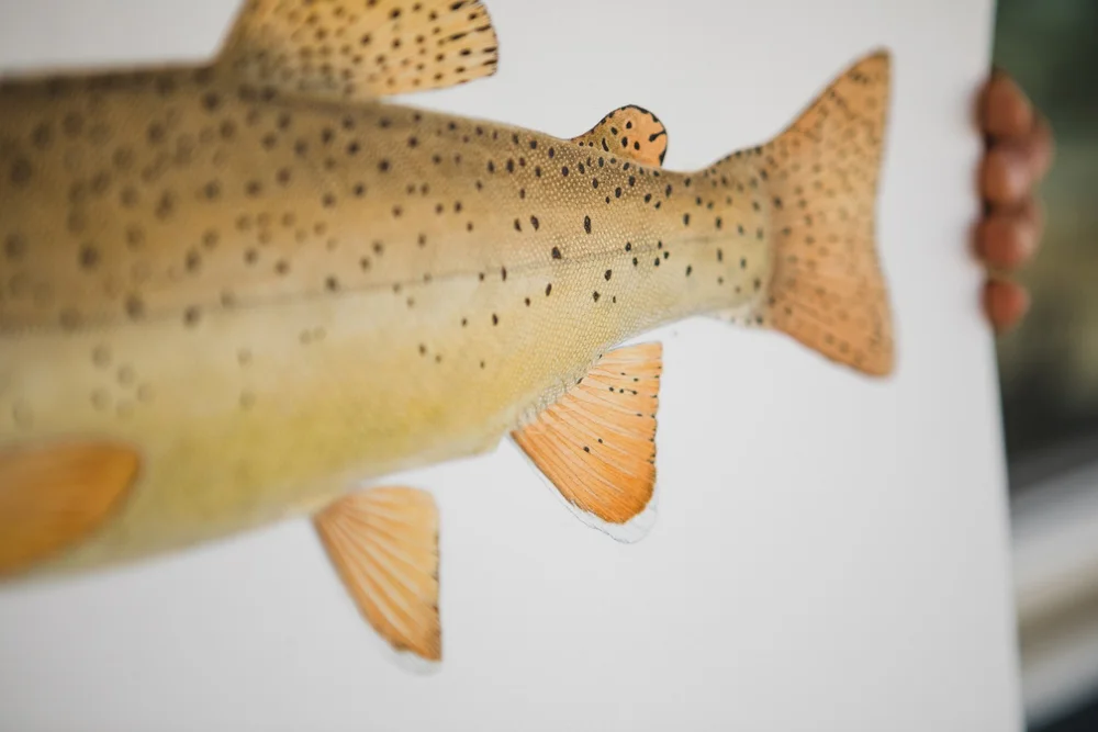 For Wild's Sake Illustration Series: Episode Three : Apache Trout ...