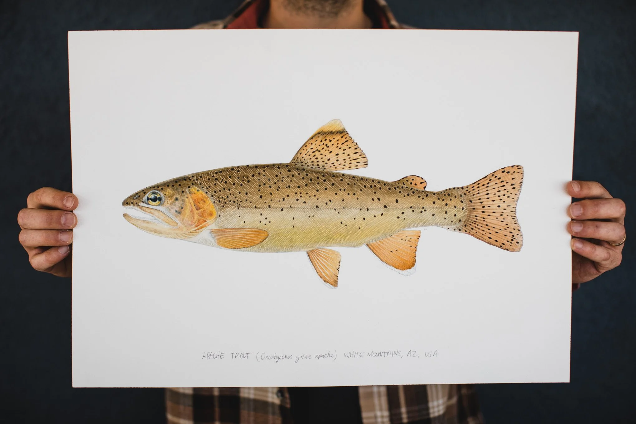 Shop — Tight Loops