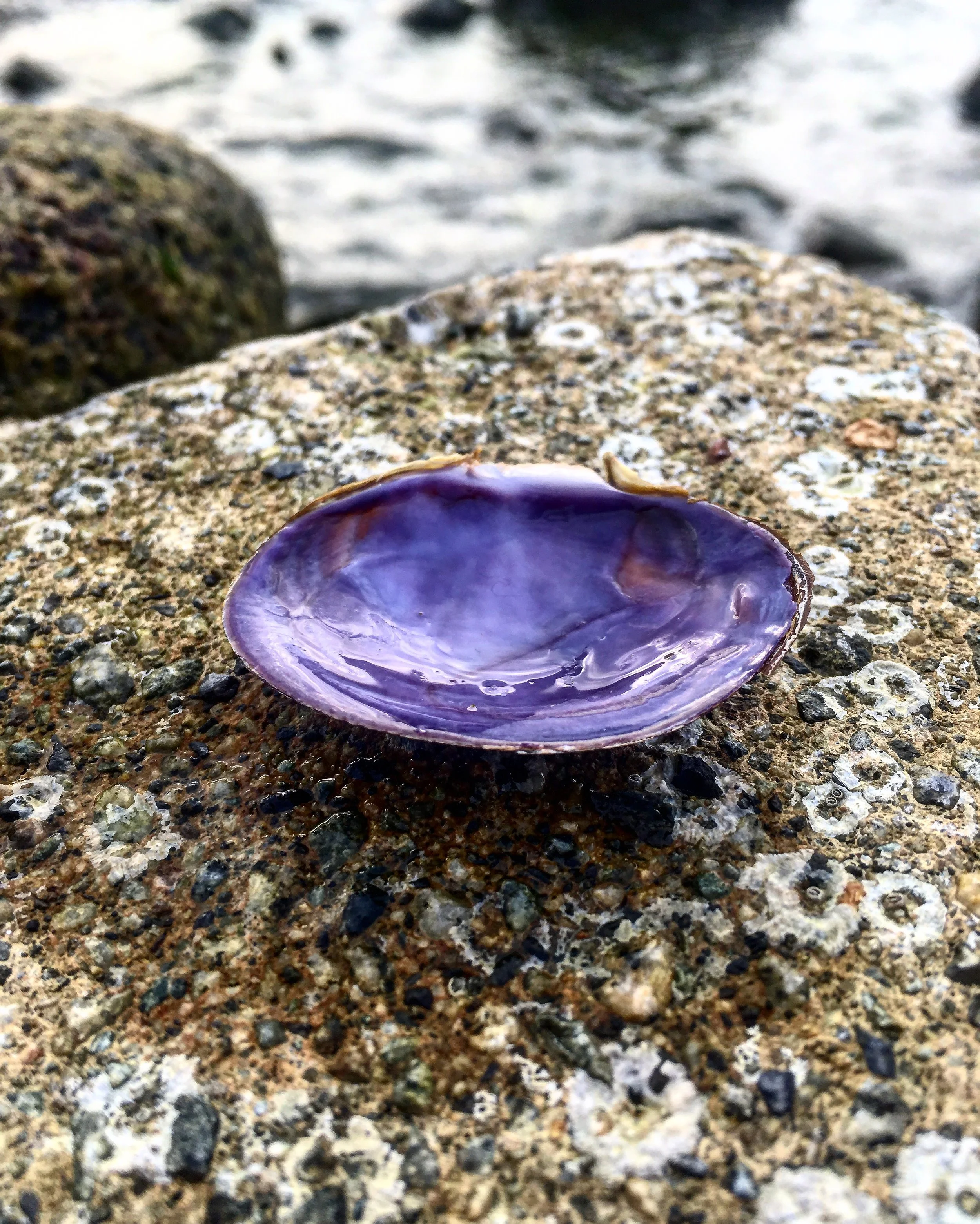 Private Practice with Lalitha — TAYLOR NUTRITION