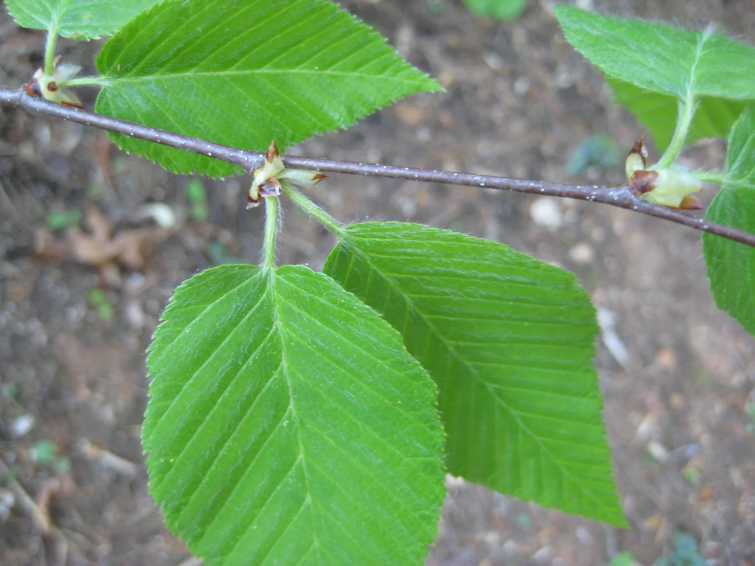 Black Birch Tree Identification