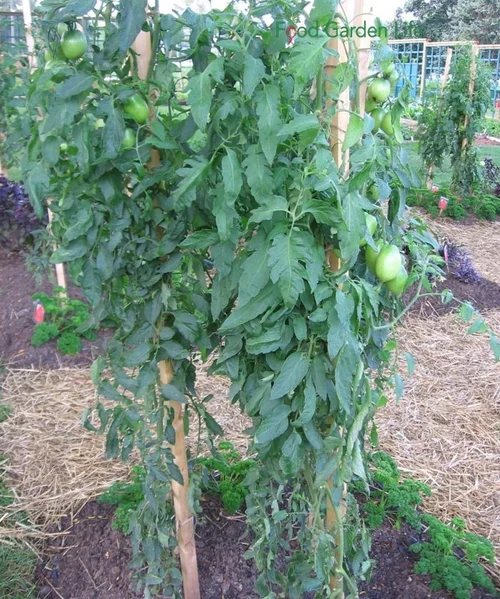 Guide: Vertical Vegetable Garden Ideas and Plants — Food Garden Life ...