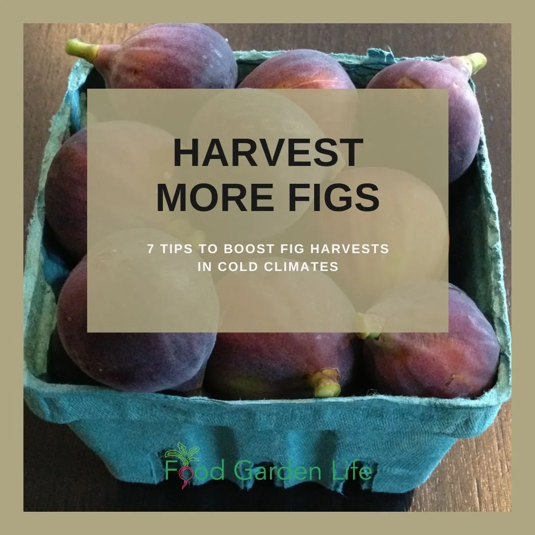 Ripen Figs Faster - 7 Tips to Boost Fig Tree Harvests in Cold Climates ...