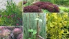 Harvest from Your Hedge! Get These Edible Hedge Ideas — Food Garden ...