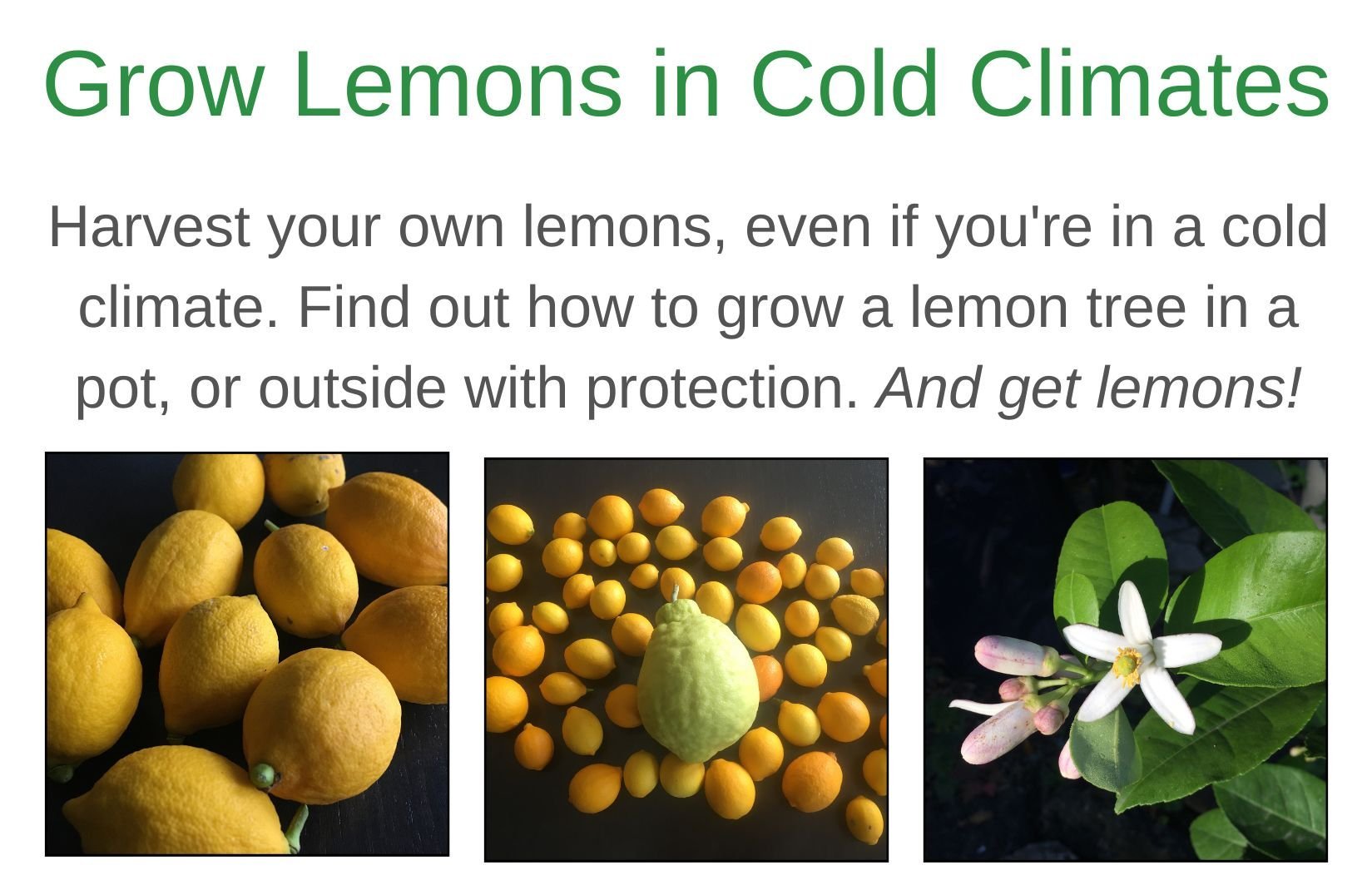 Grow Lemons — Food Garden Life: Edible Garden, Vegetable Garden, Edible ...