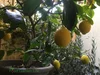 How to a Grow Lemon Tree Indoors (That Actually Produces Lemons) — Food ...