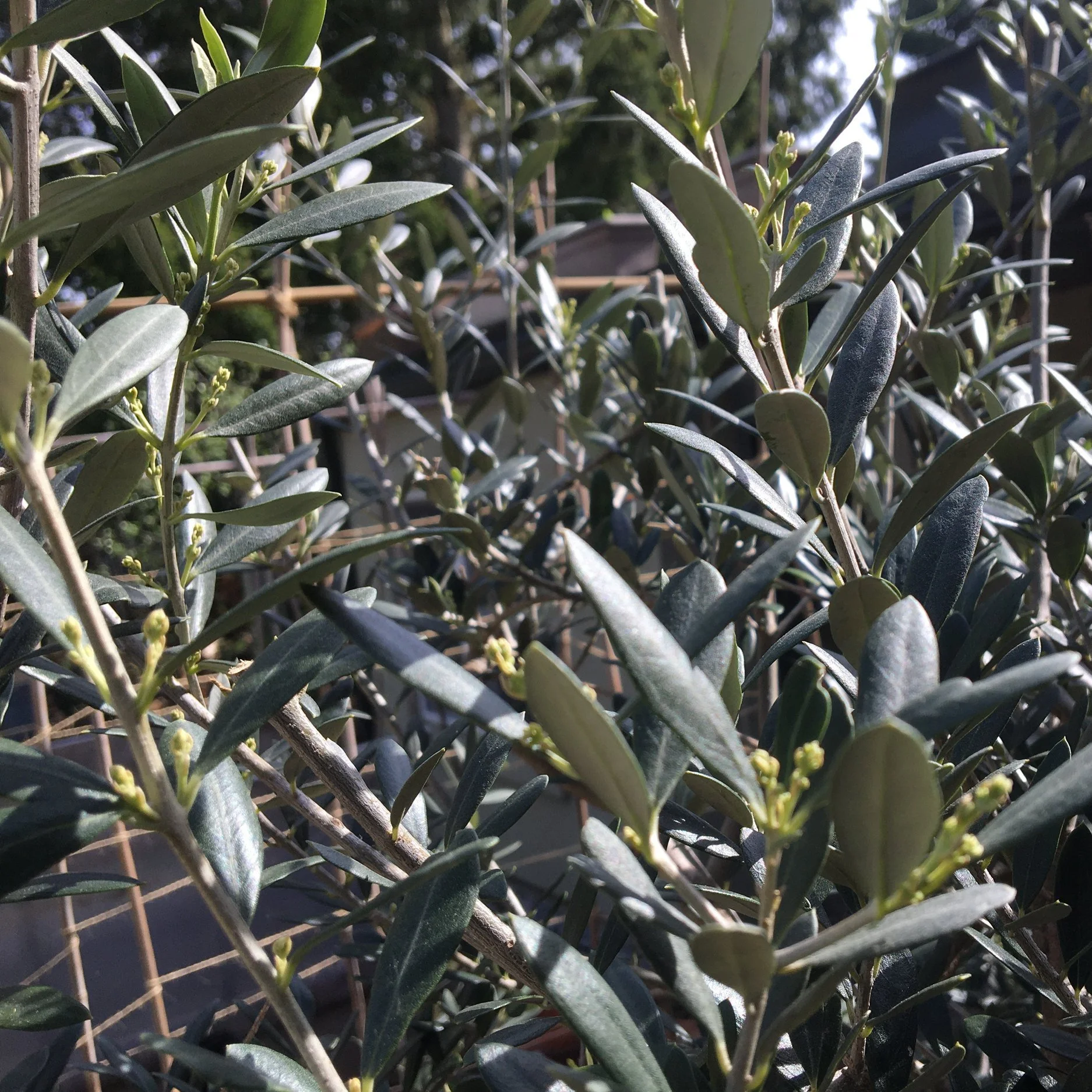 Guide: Olive Trees in Pots — Food Garden Life: Edible Garden, Vegetable ...