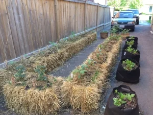 Driveway Makeover! 5 Ideas for Growing a Container Garden for ...
