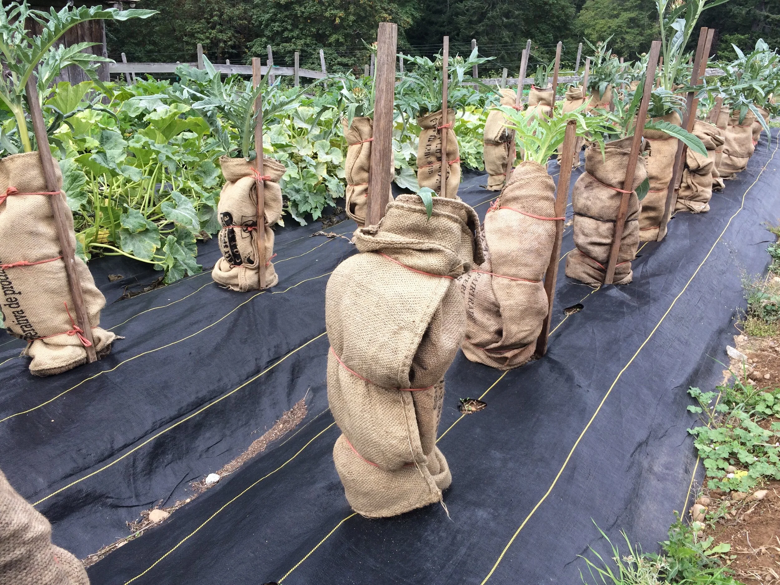 Grow Cardoon in the vegetable garden, it's an edible relative of the ...