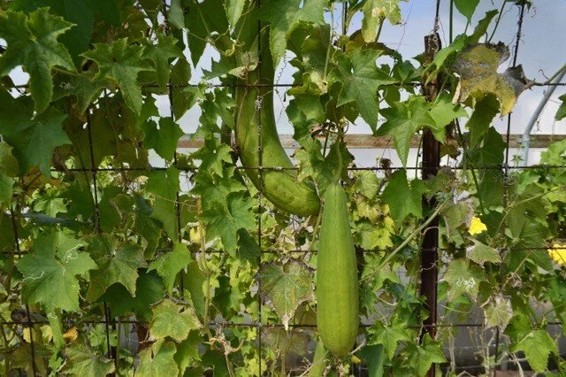 A Front Yard Garden, Anti-Inflammatory Food, Grow Luffa, grow figs ...