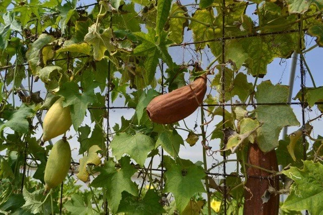 A Front Yard Garden, Anti-Inflammatory Food, Grow Luffa, grow figs ...
